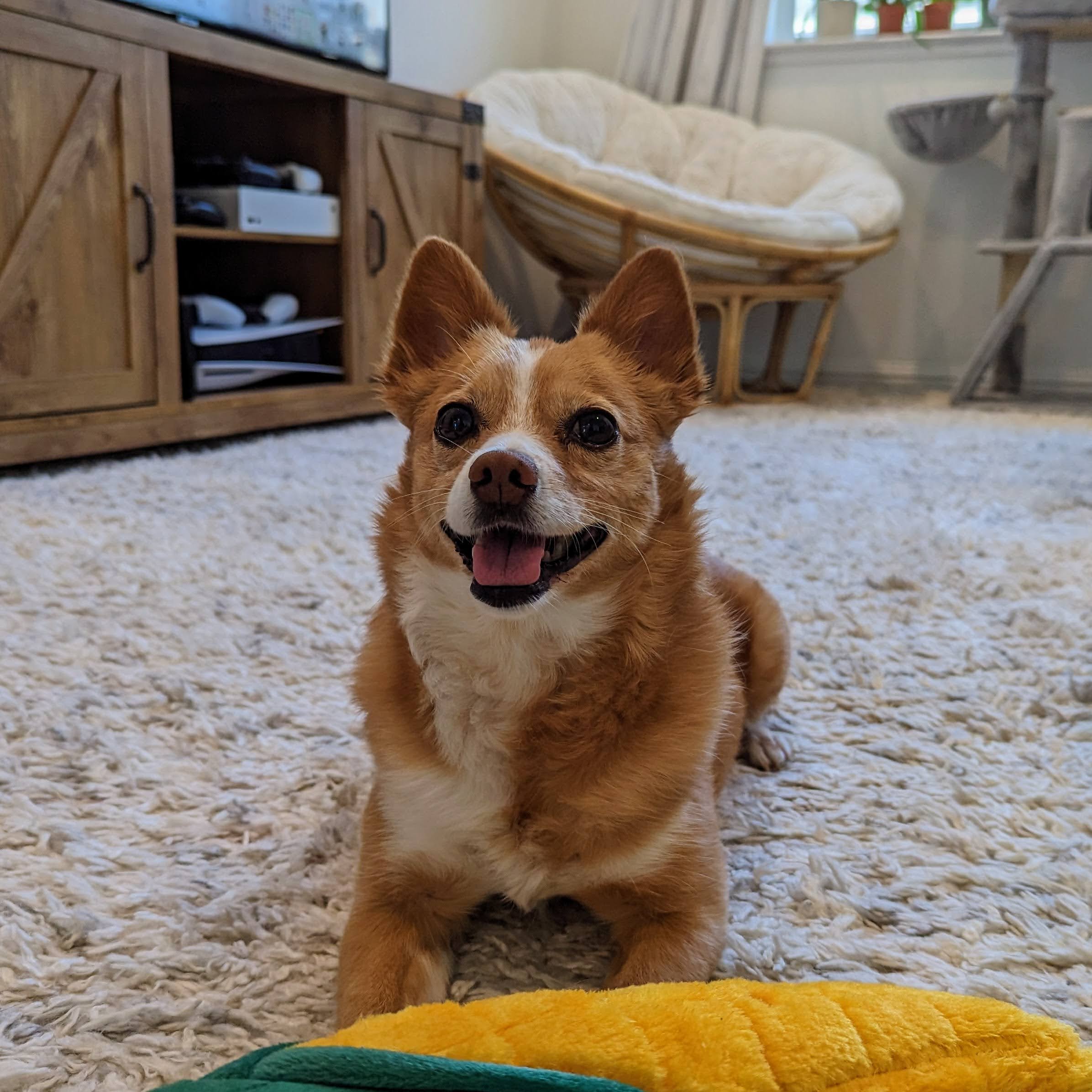 DET Homepage Coming Soon